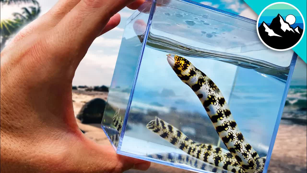 Tide pool eel has double jaws!