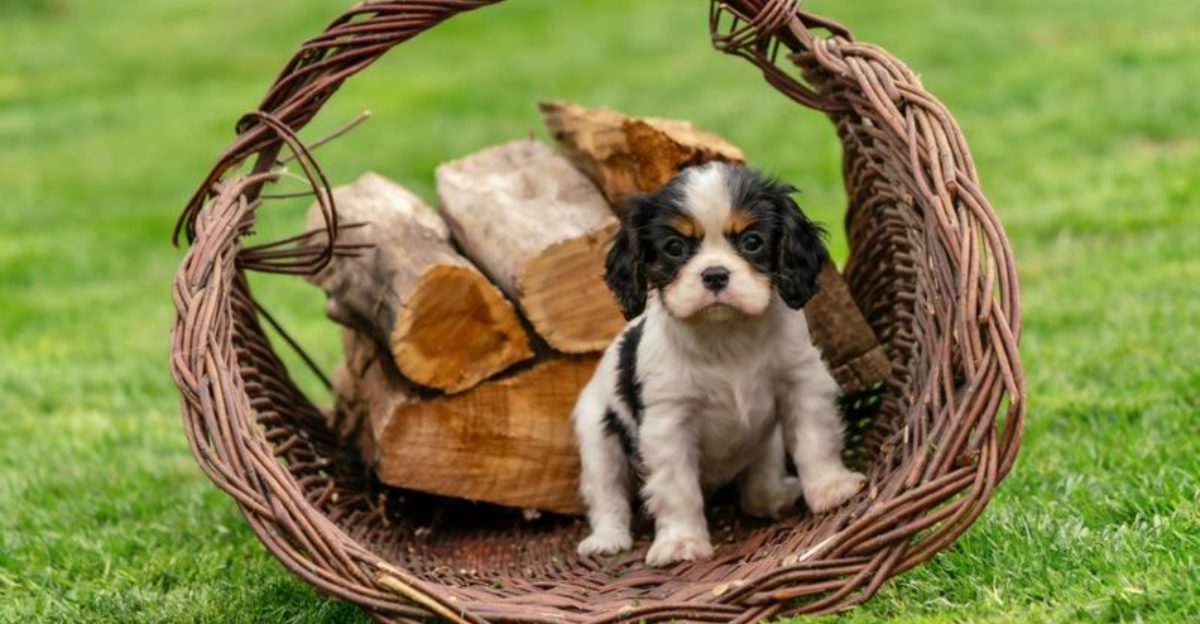 12 dog breeds so charming owners ignore every bad habit