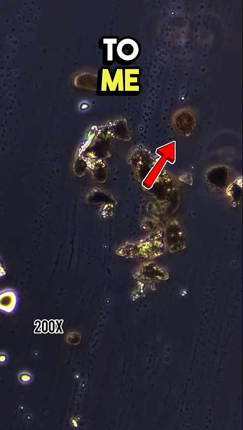 Examining fallout shelter water under the microscope