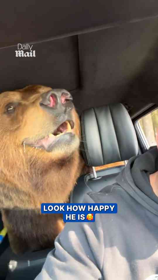 Bear casually rides along during unexpected car trip in Russia