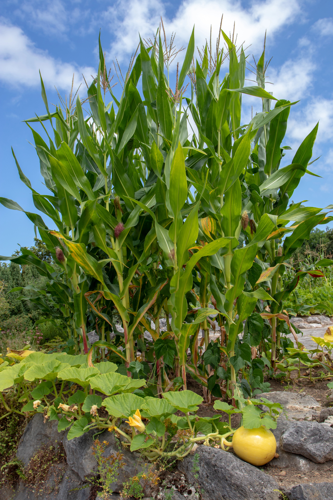 Bizarre farming techniques used in early history