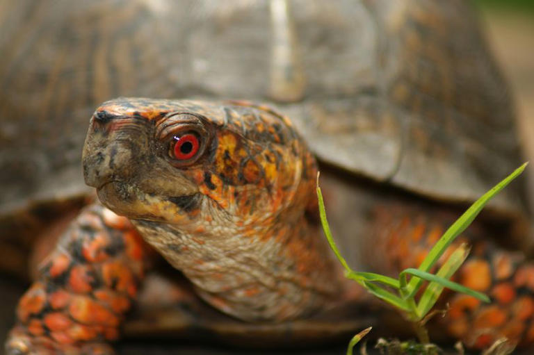 'Raggedy' man caught dancing in road with rare protected turtle and ...