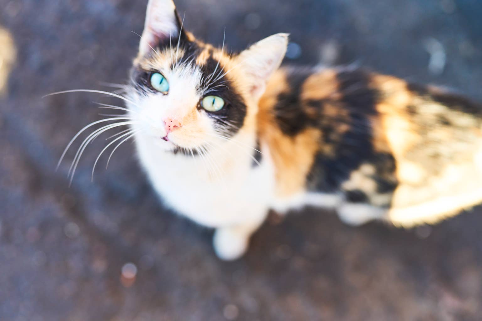 Painter adopts stray cat that looks just like her childhood pet after ...