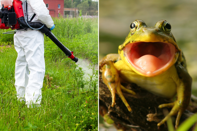 Trump admin clears pesticide at center of frog gender debate, MAHA fumes