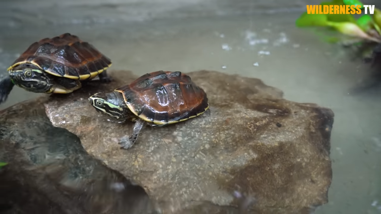 Watch a weak turtle and dog finally feel safe in their new shelter