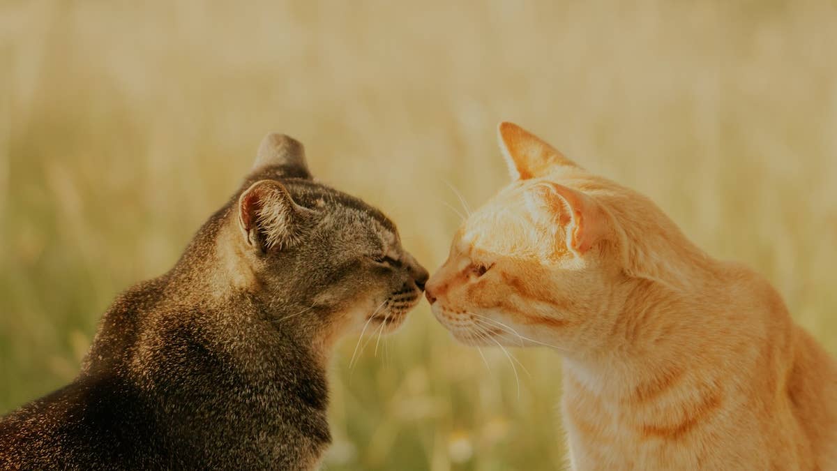 Artist beautifully imagines where different cats come from and people ...