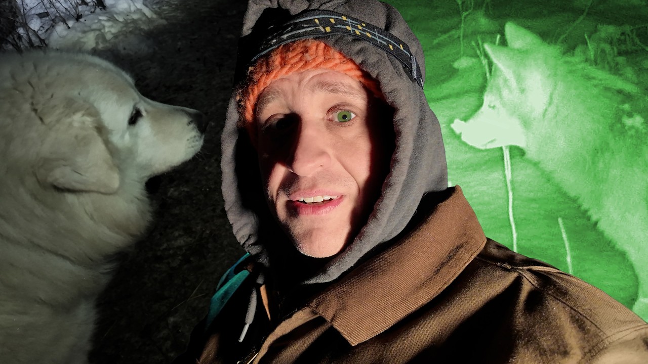 Watch an ultimate showdown pit protective farm dogs against wild coyotes