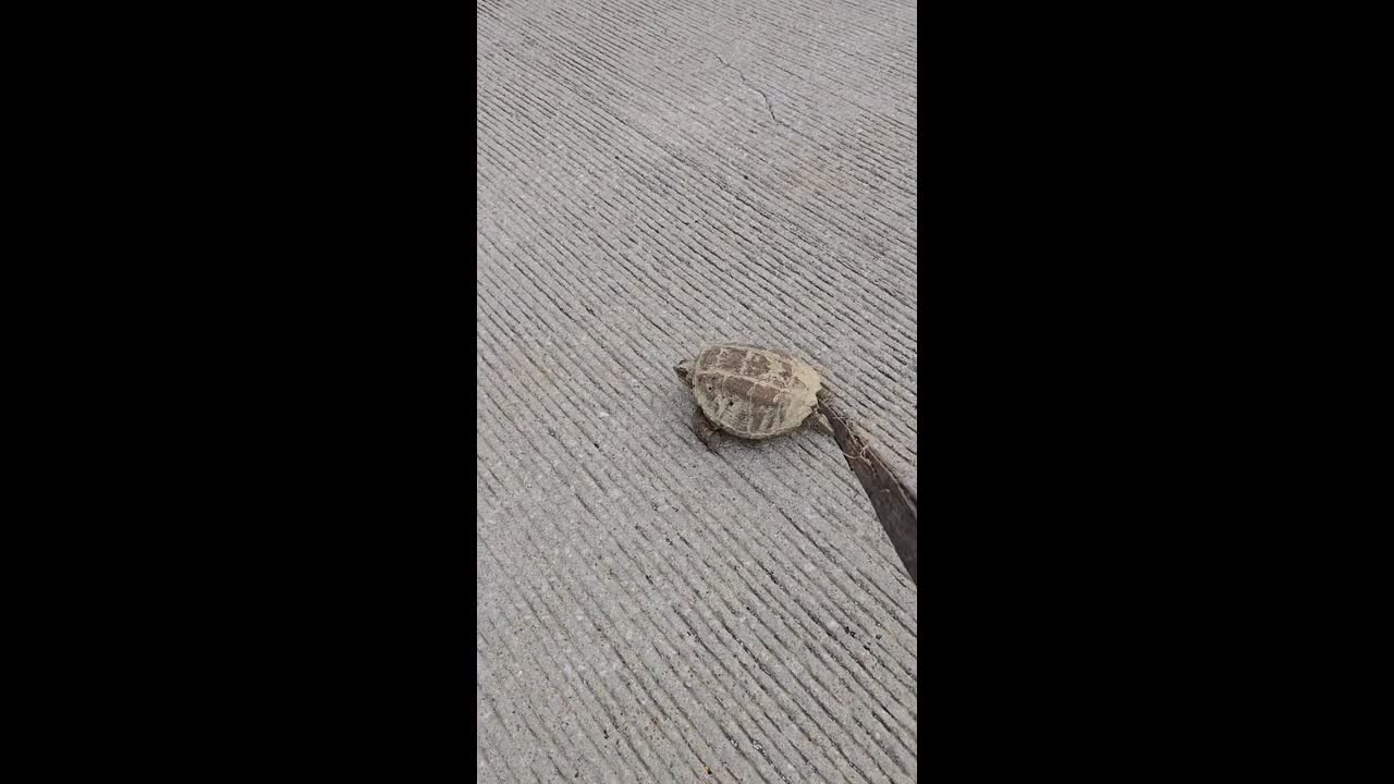 Angry snapping turtle lunches at man attempting to rescue it from ...