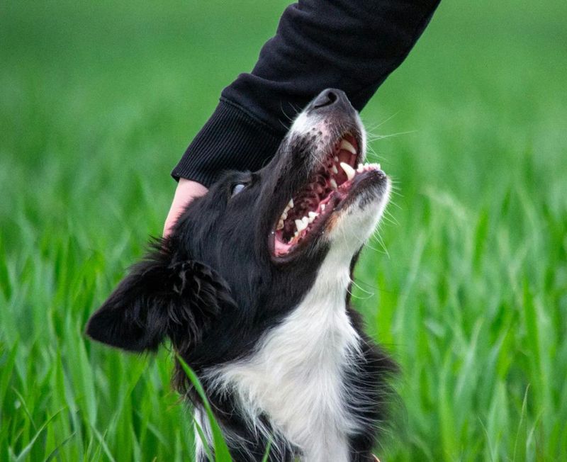 13 emotionally tuned-in dogs that instantly change behavior when you ...