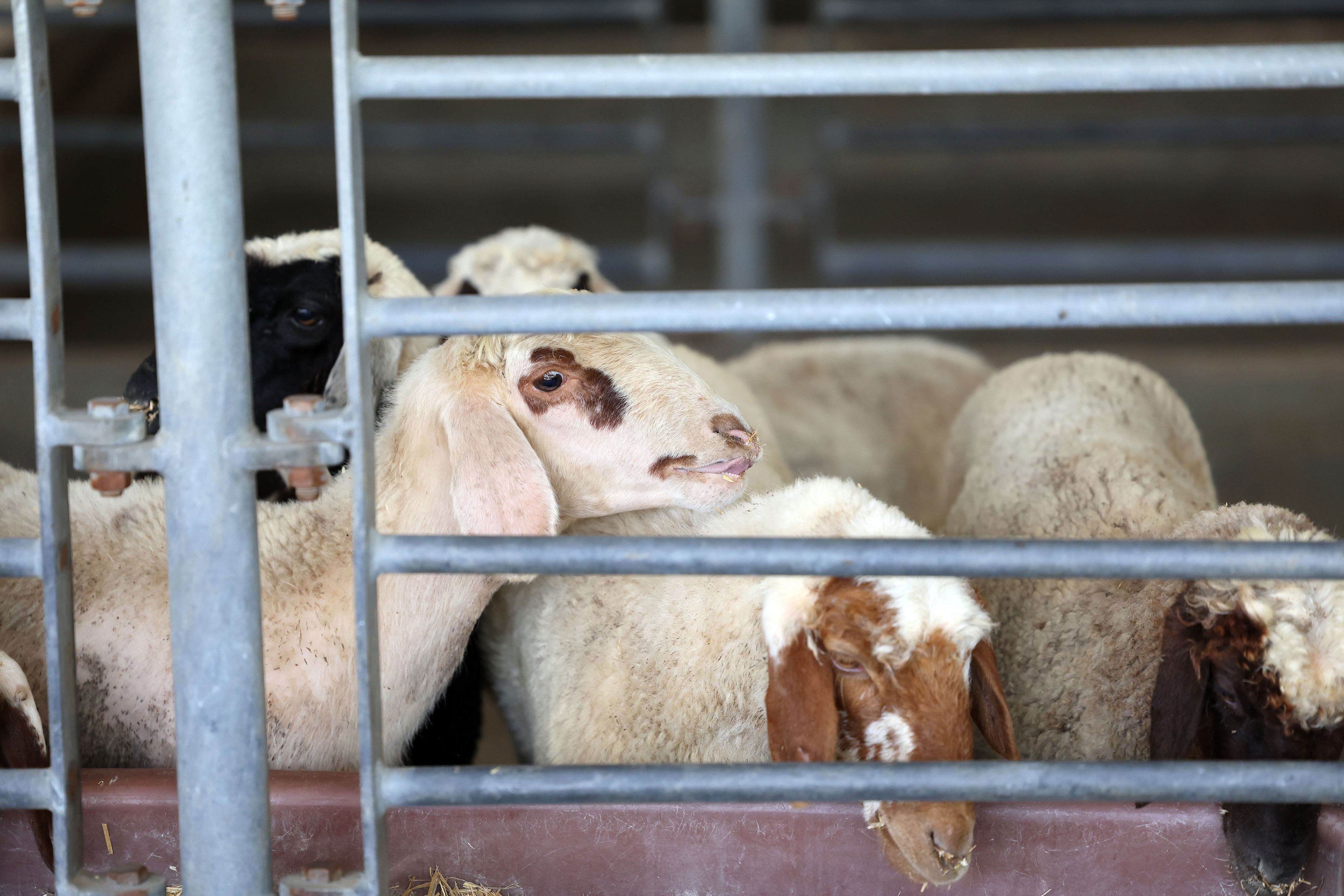 Somali sheep up 40 per cent: UAE livestock costs surge ahead of Eid Al ...
