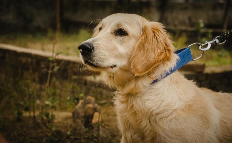 12 dog breeds exploding in popularity as more people search and save ...