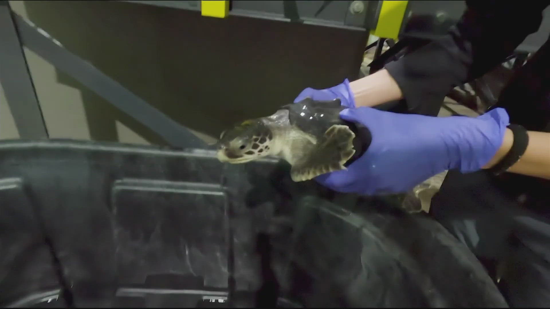 Audubon Aquarium rescue team set to release sea turtles back into the Gulf