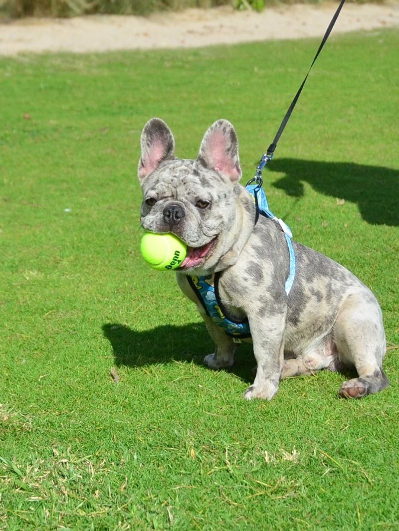 12 dog breeds so charming owners ignore every bad habit