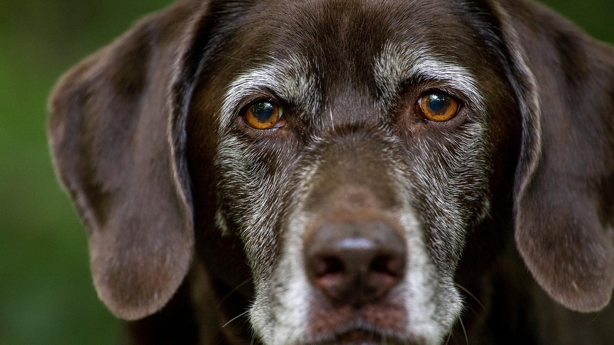 The dog breeds Americans are choosing the most in 2026