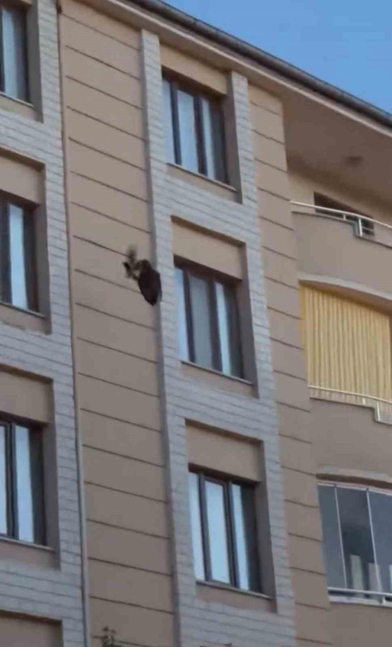 Iğdır’da kargaların saldırısına uğrayan saz delicesi kameraya yansıdı