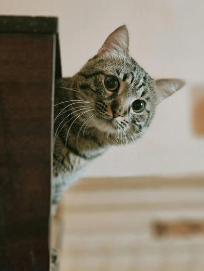 Cat behavior explained: 5 reasons cats love knocking things over