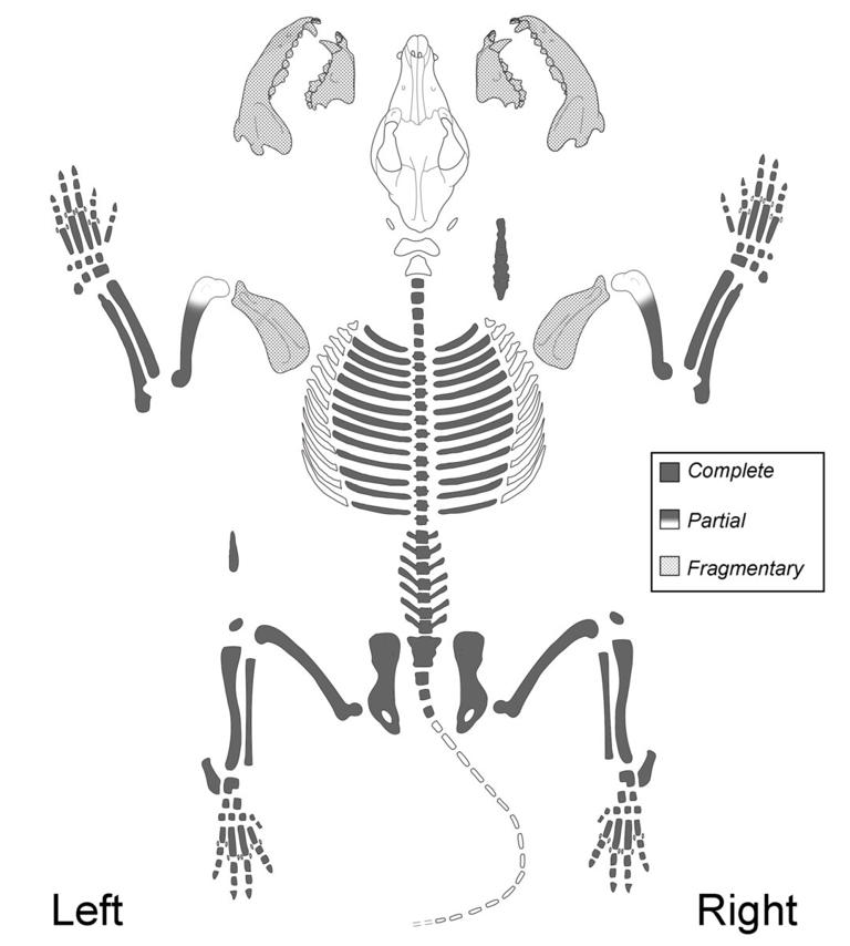 Archaeologists found a 1,000-year-old skeleton in an eroded Australian ...