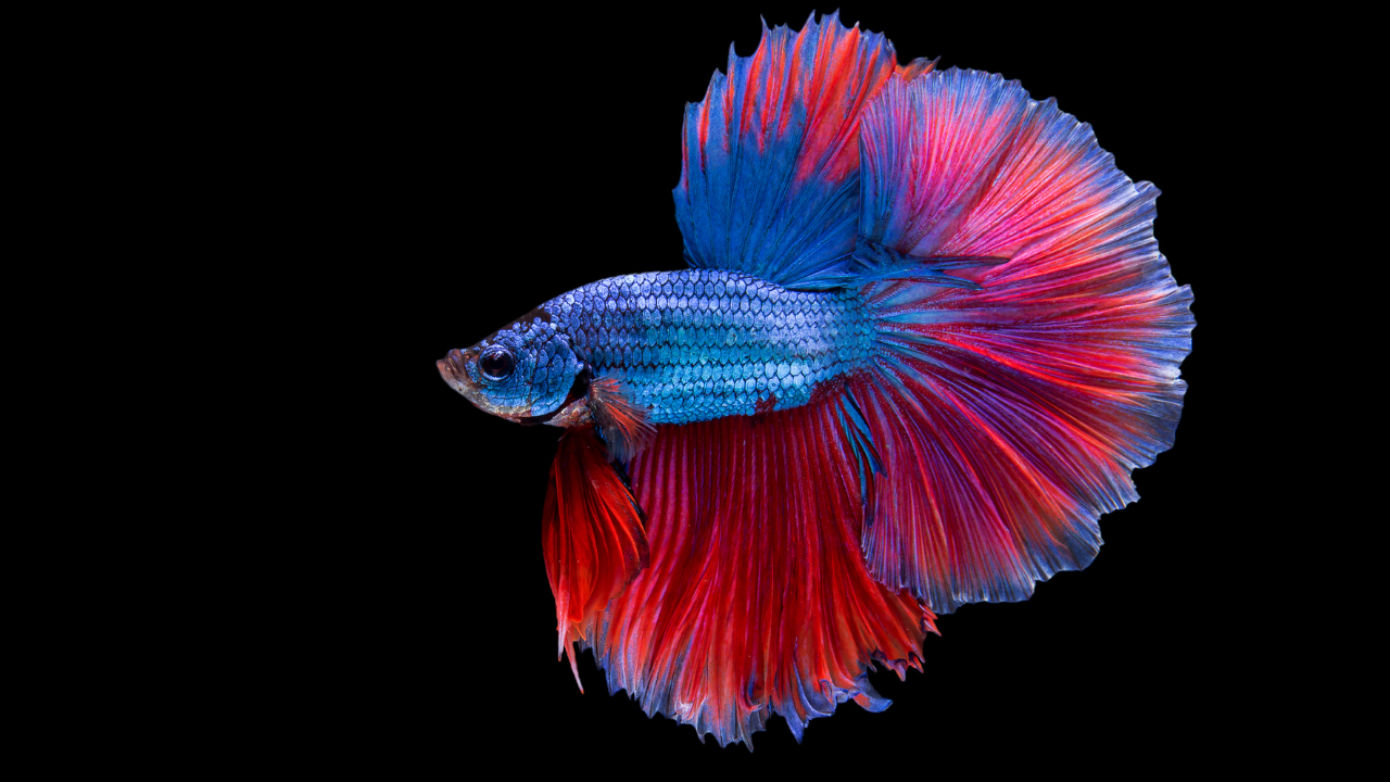 5 beautiful and popular aquarium fish for beginners