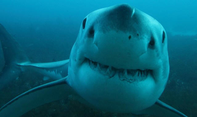 Monster 13-foot great white kills spearfisher off Australian tourist island
