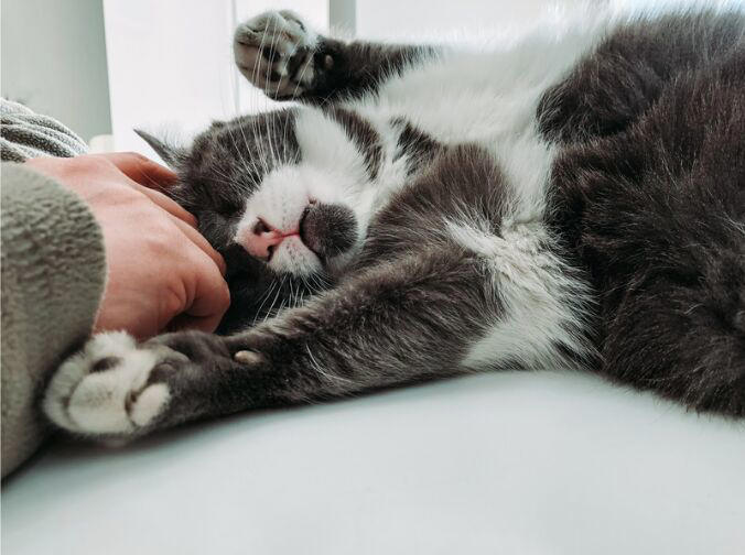 Cat behavior explained: 5 reasons cats love knocking things over