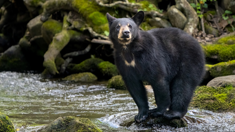 Not Yellowstone, not Shenandoah: This national park has the most black ...