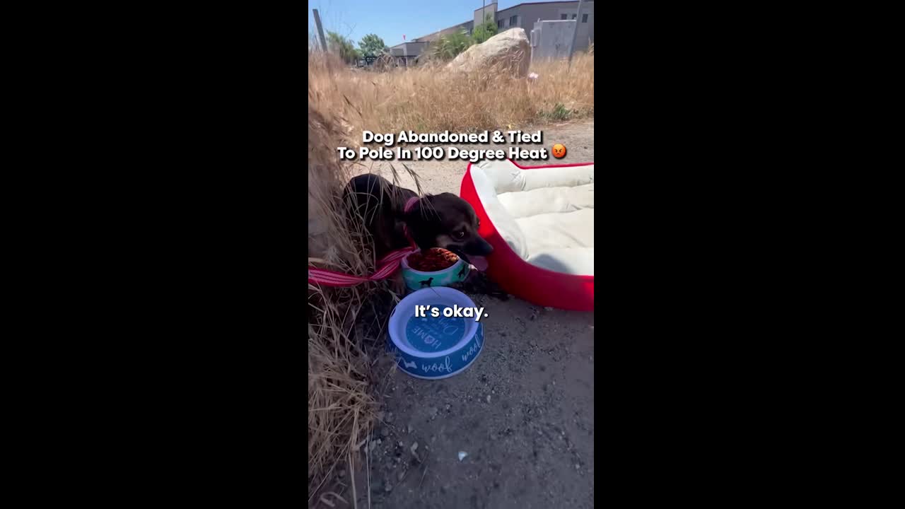 They left a tiny puppy alone in the middle of the desert