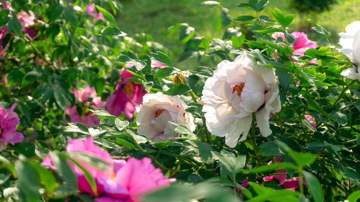 Leafy but no flowers? 5 reasons your peonies are failing to bloom