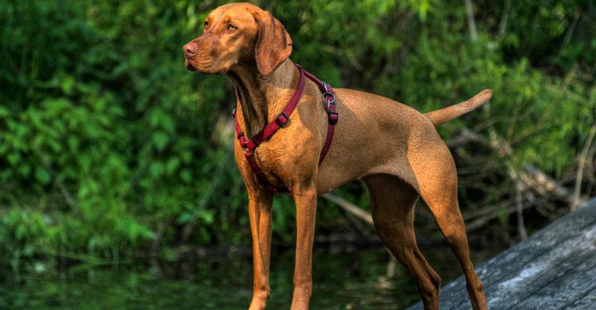 13 emotionally tuned-in dogs that instantly change behavior when you ...
