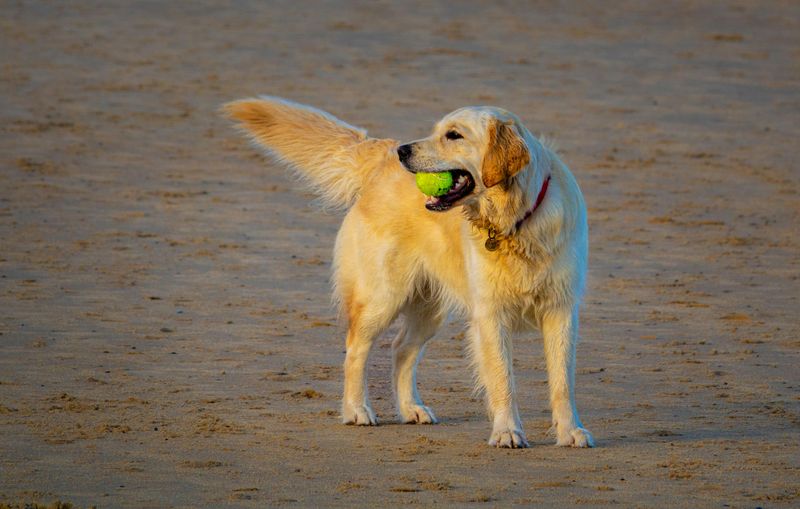 13 emotionally tuned-in dogs that instantly change behavior when you ...