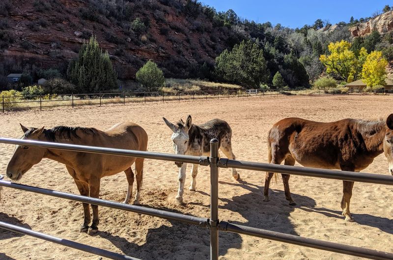 15 US wildlife rescues that let you experience animals like never before
