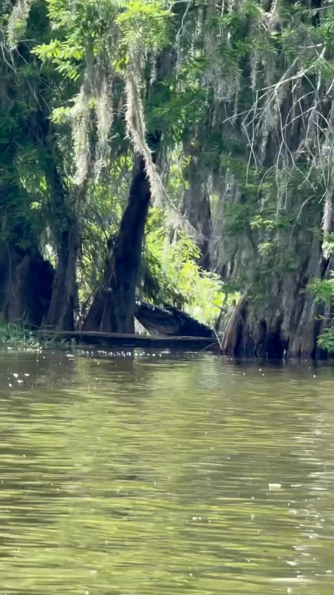 Huge alligator growls at kayakers in tense close encounter