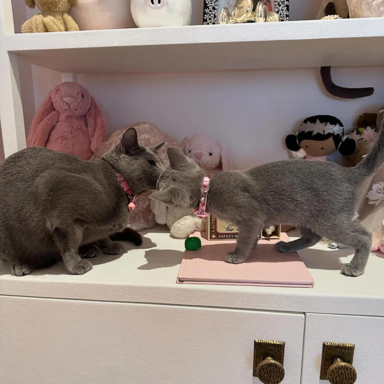 Khloé Kardashian confesses her cats underwent widely banned surgery: 'I ...