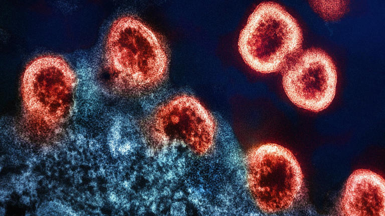 Scientists just cracked the trick enteroviruses use to hijack human ...