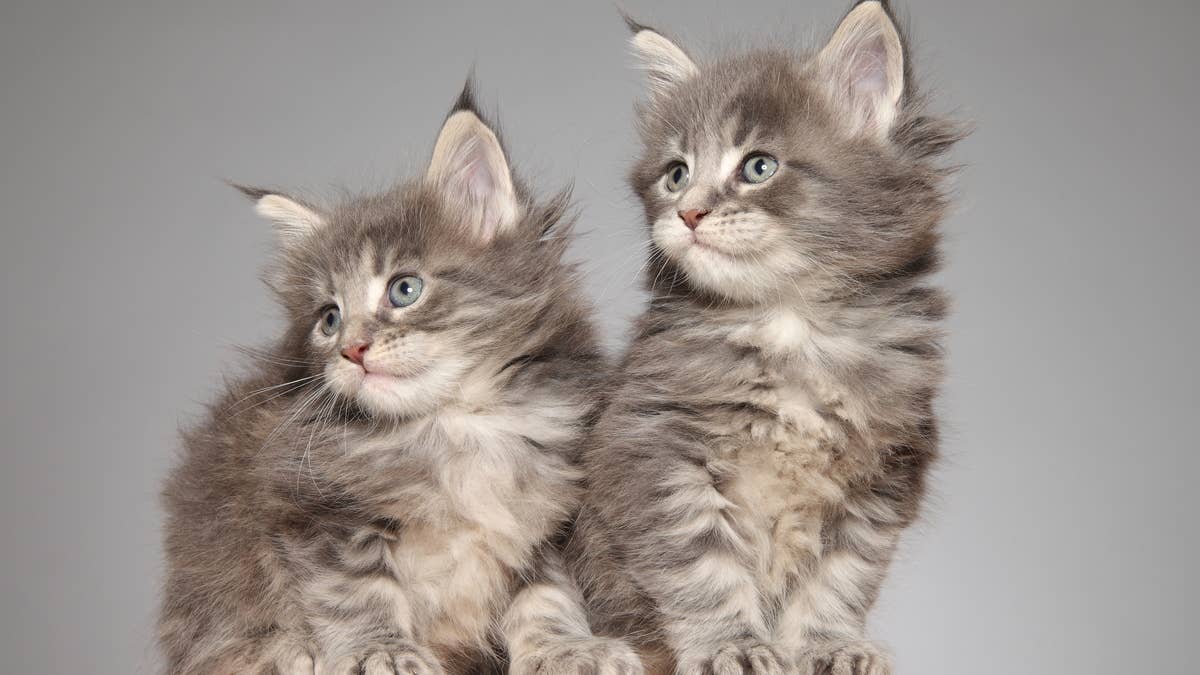 ‘Surrogate mama’ cat steps in to care for 2 kittens rejected by their ...
