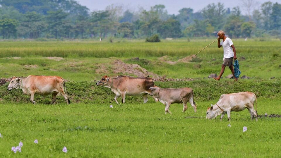 Explained | West Bengal cattle slaughter ban controversy; how new rules ...