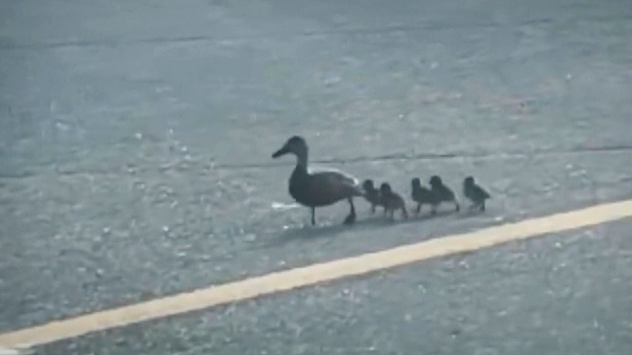 Duck family causes traffic delay at Spanish airport