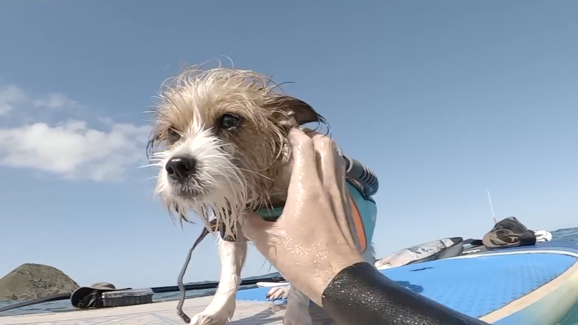 Petting this underwater doggo... $10,000 fine!
