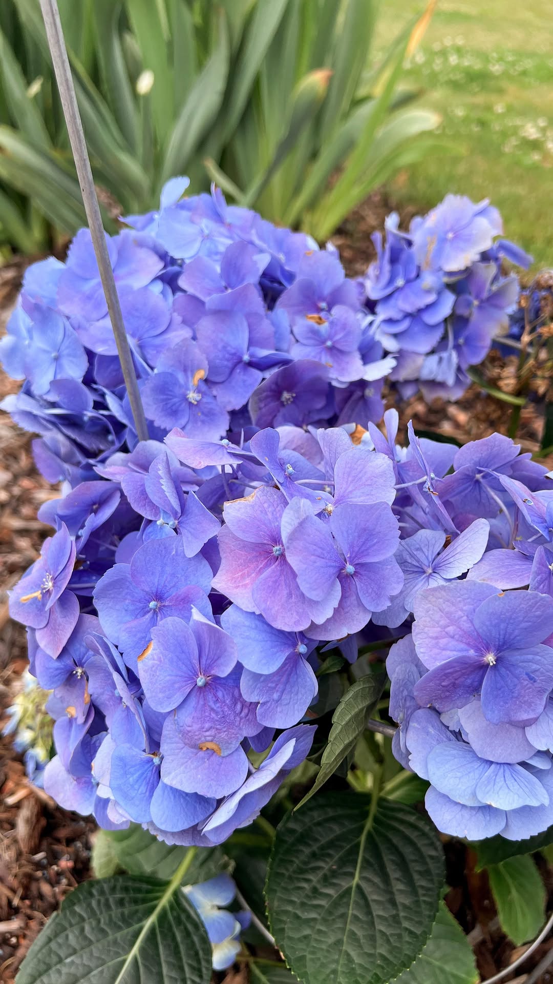 Planting and pruning hydrangeas and iris