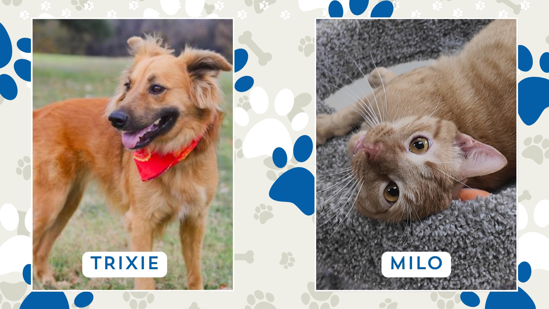 Perfect pet: Meet Trixie and Milo!