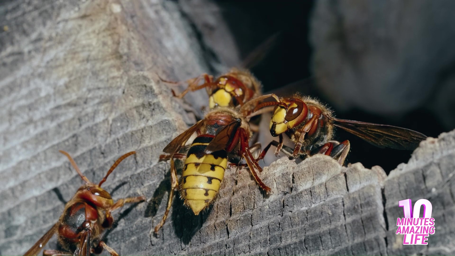 European hornets carefully guarding nest entrance during busy activity