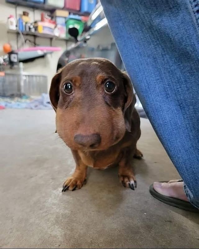 Il cane si avvicina a un alveare in giardino: dopo le punture delle api ...