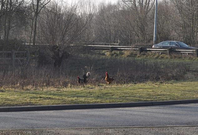 Outrage as animal rights group plans giant chicken statue on roundabout ...