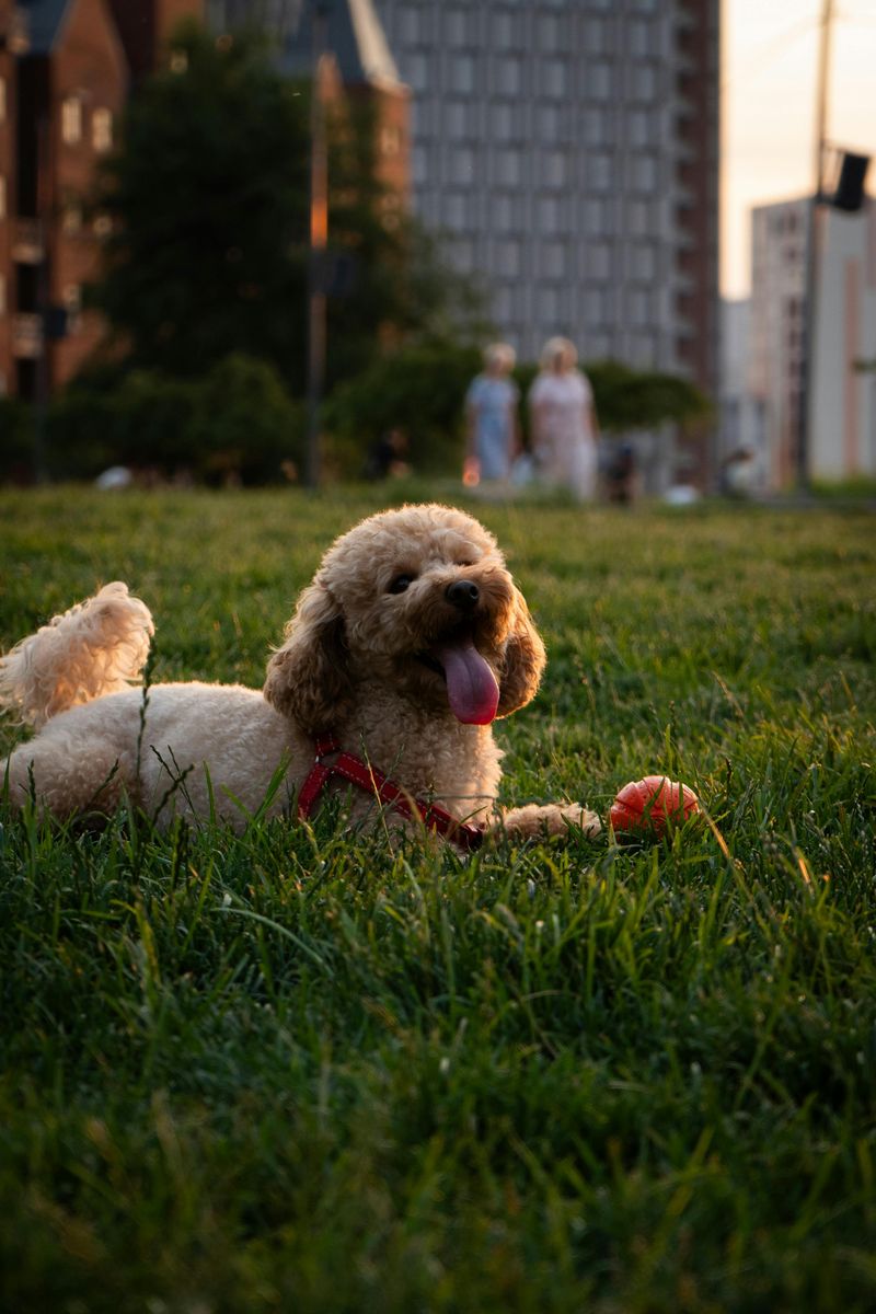 Tired of fur everywhere? These 10 low-shedding breeds are winning ...