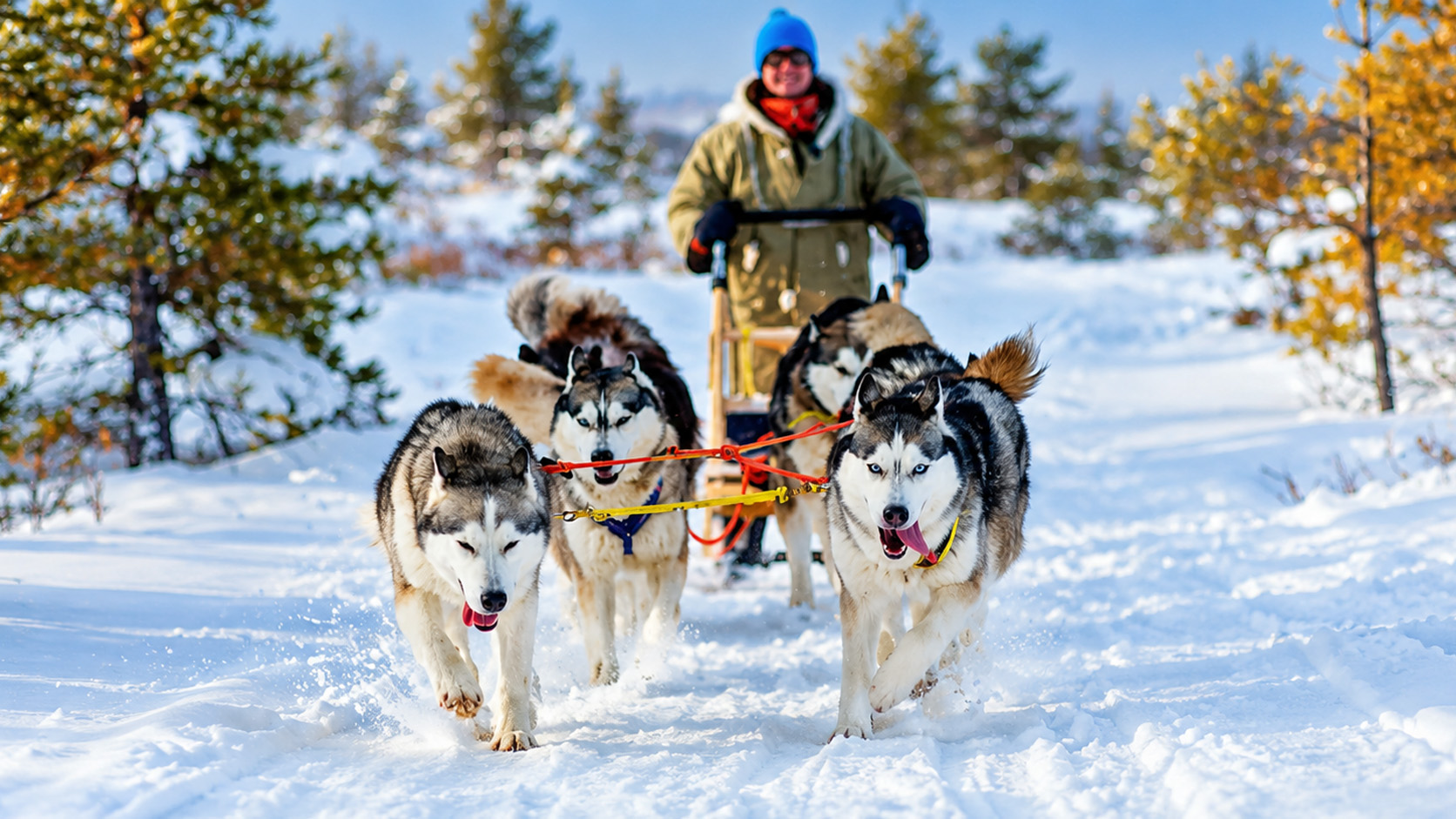 Husky sled dogs racing through Alaska’s snowy wilderness