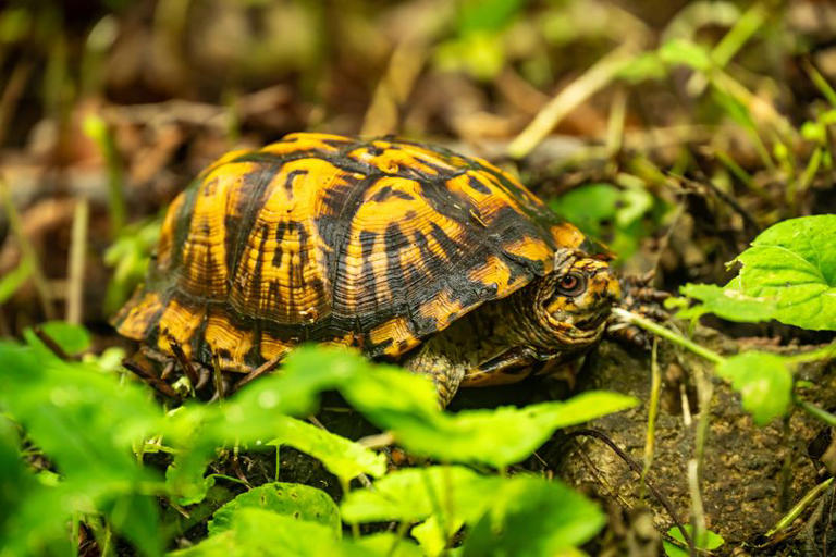 'Raggedy' man caught dancing in road with rare protected turtle and ...