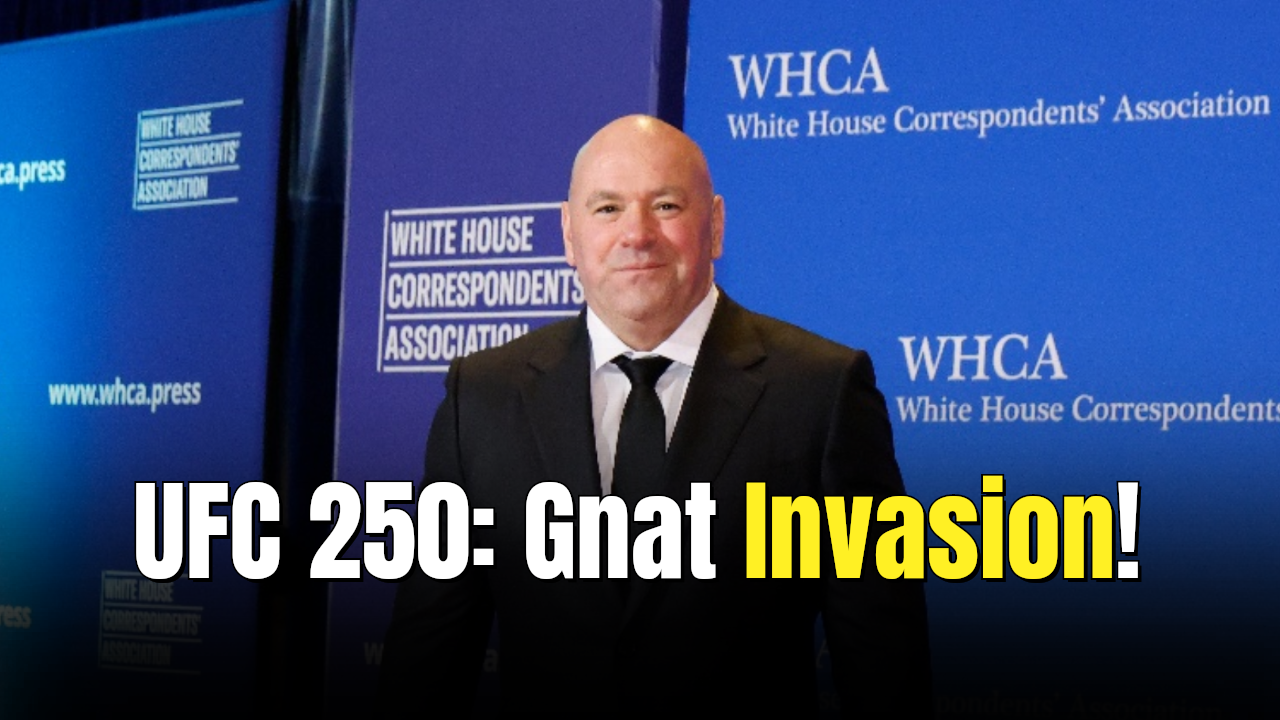 Dana White flags gnat problem ahead of UFC Freedom 250
