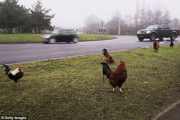 Outrage as animal rights group plans giant chicken statue on roundabout ...