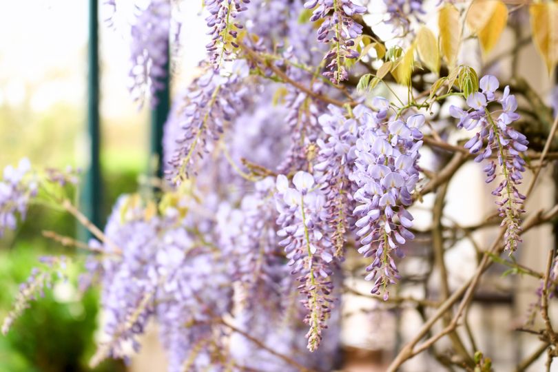 Woman plants cheap wisteria in garden when something amazing happens