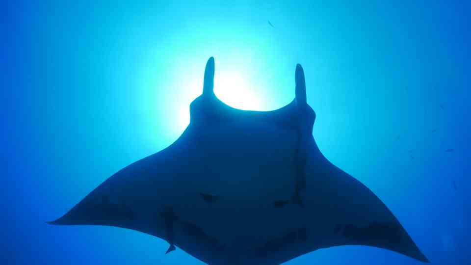 Watch a giant manta ray open its massive mouth – then swallow entire ...