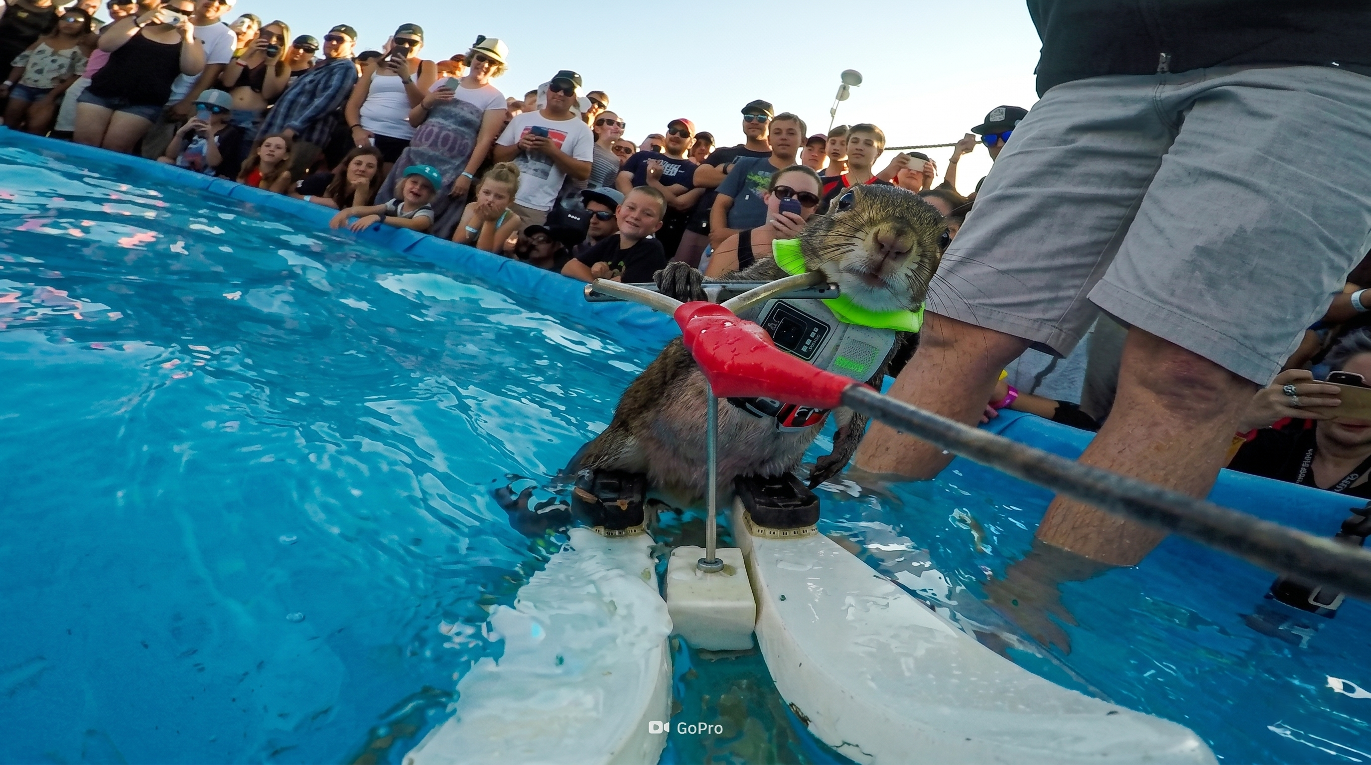 Watch what happens when a squirrel water-skis in front of a massive crowd
